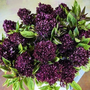 Cardinal Basil (ocimum Basilicum 'cardinal') - 25 Seeds - Etsy