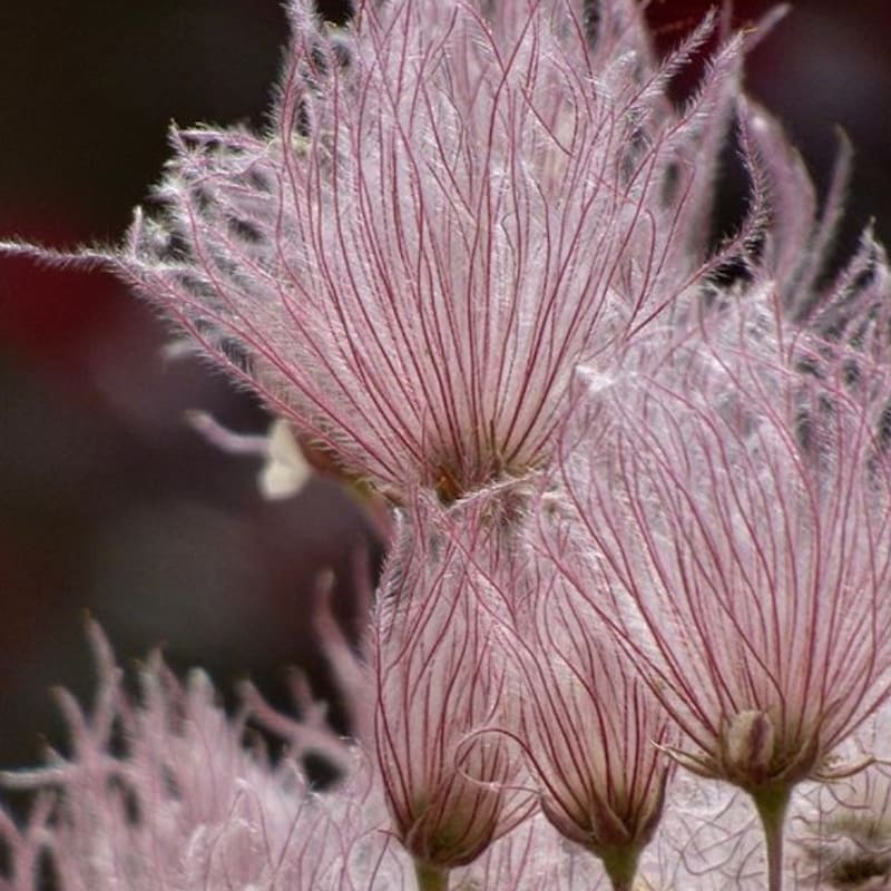 Prairie Smoke Flower - Etsy