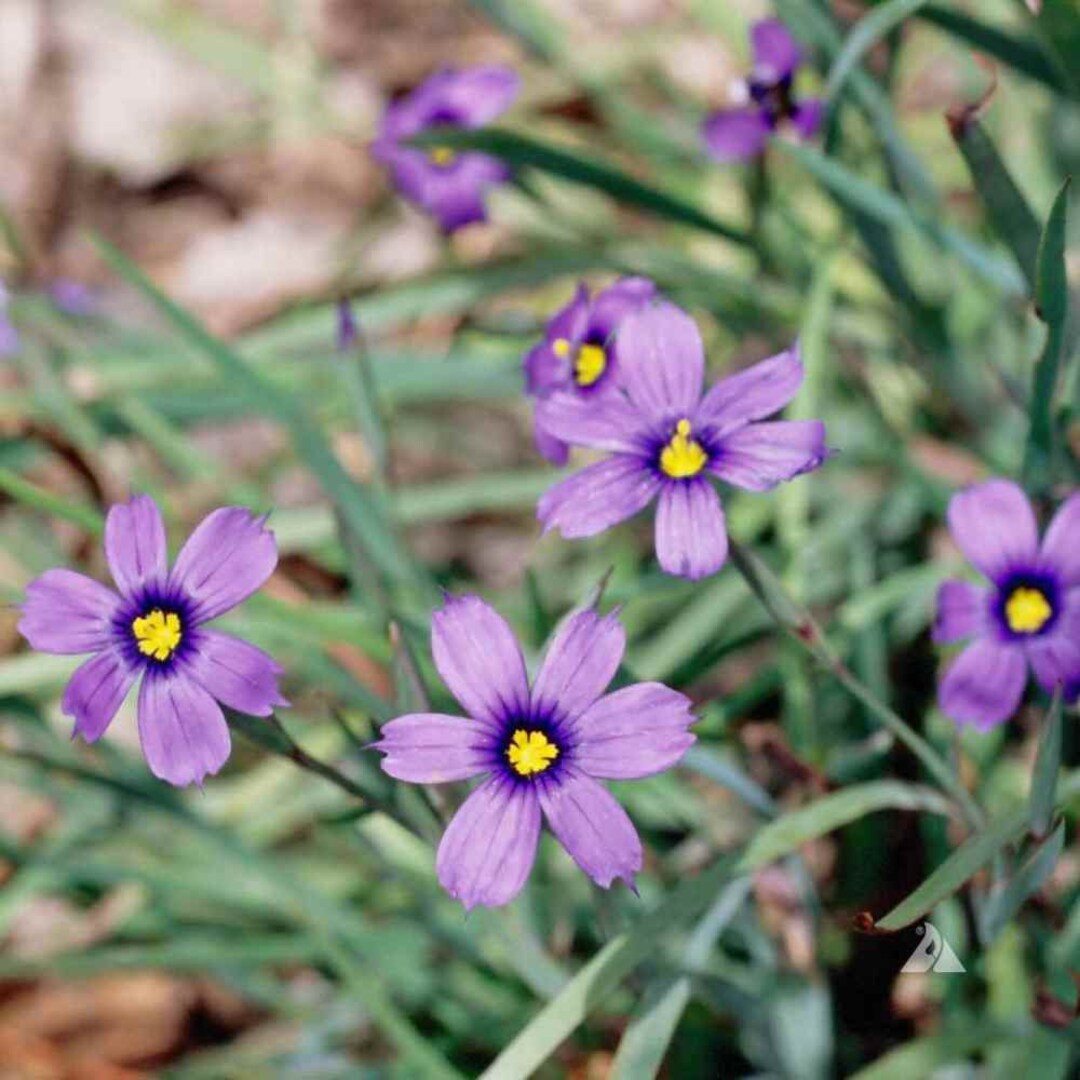 Blue-eyed Grass (sisyrinchium Bellum) - 50 Seeds - Etsy
