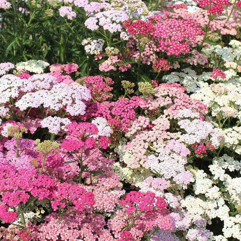 Yarrow achillea Millefolium Summer Pastel Mix 25 Seeds - Etsy