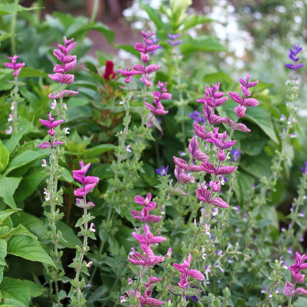 Pink Sundae Salvia / Clary Sage (salvia Viridis Pink Sundae) - 50 Seeds ...