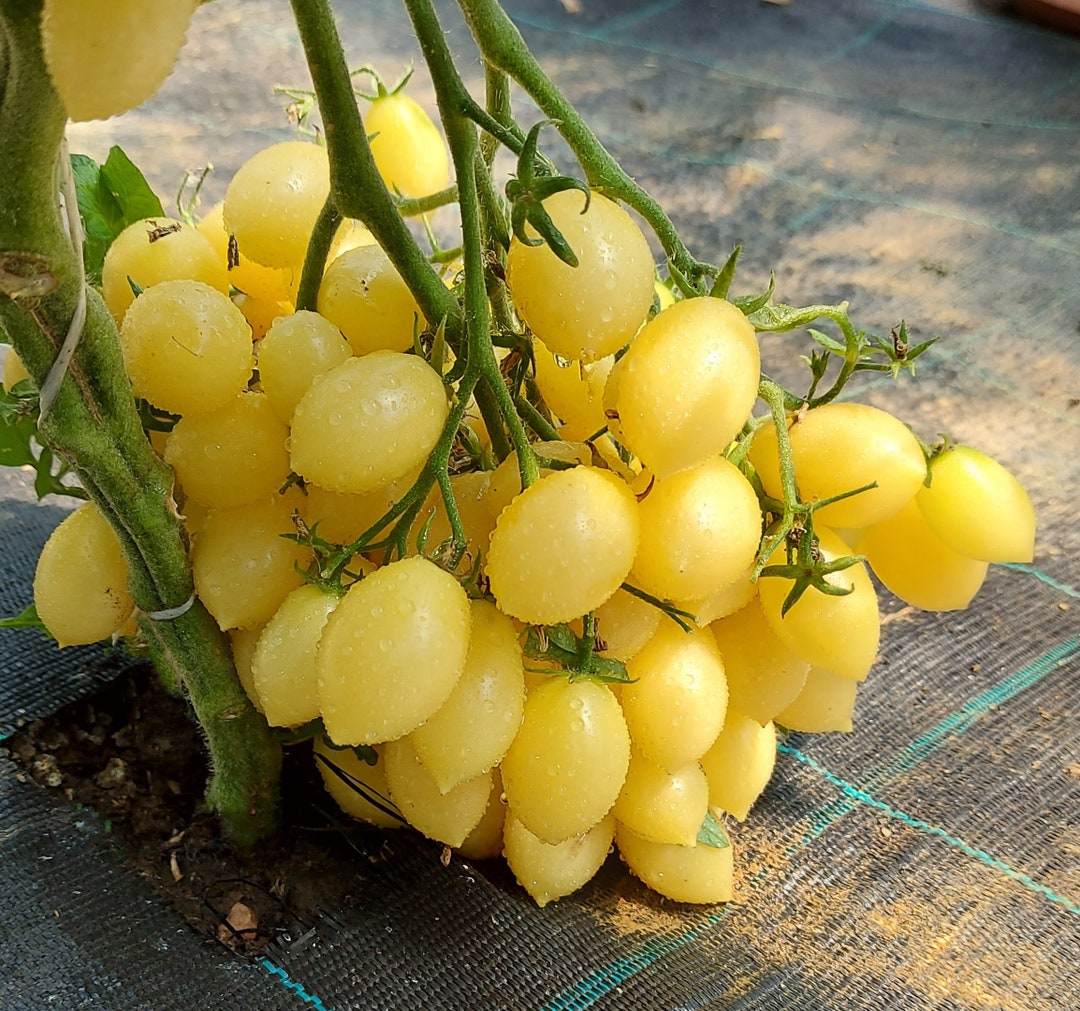 Organic Barry's Crazy Cherry Tomato - 15 Seeds - Etsy