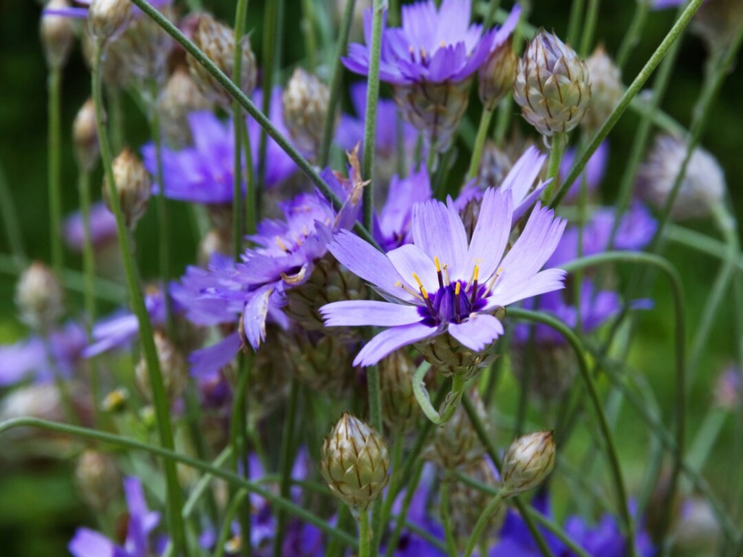 Cupid's Dart (catanache Caerulea Blue) - 25 Seeds - Etsy