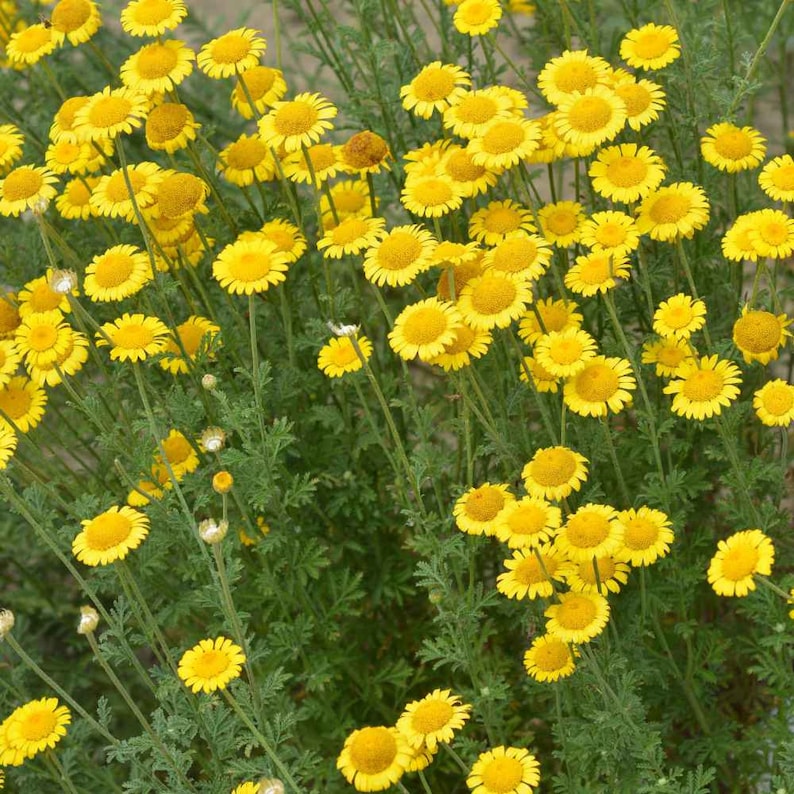 Yellow Marguerite Daisy (anthemis Tinctoria Kelwayi) - 100 Seeds - Etsy