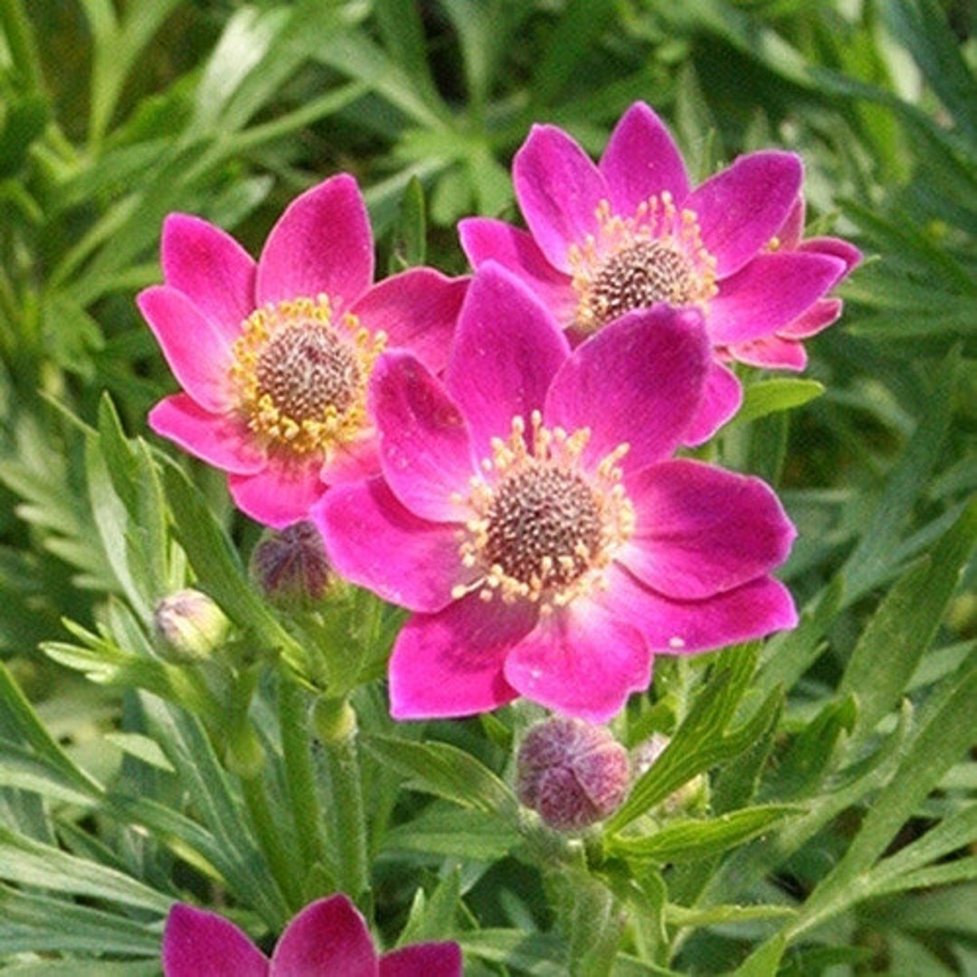 Anemone (anemone Multifida Rubra) - 20 Seeds - Etsy