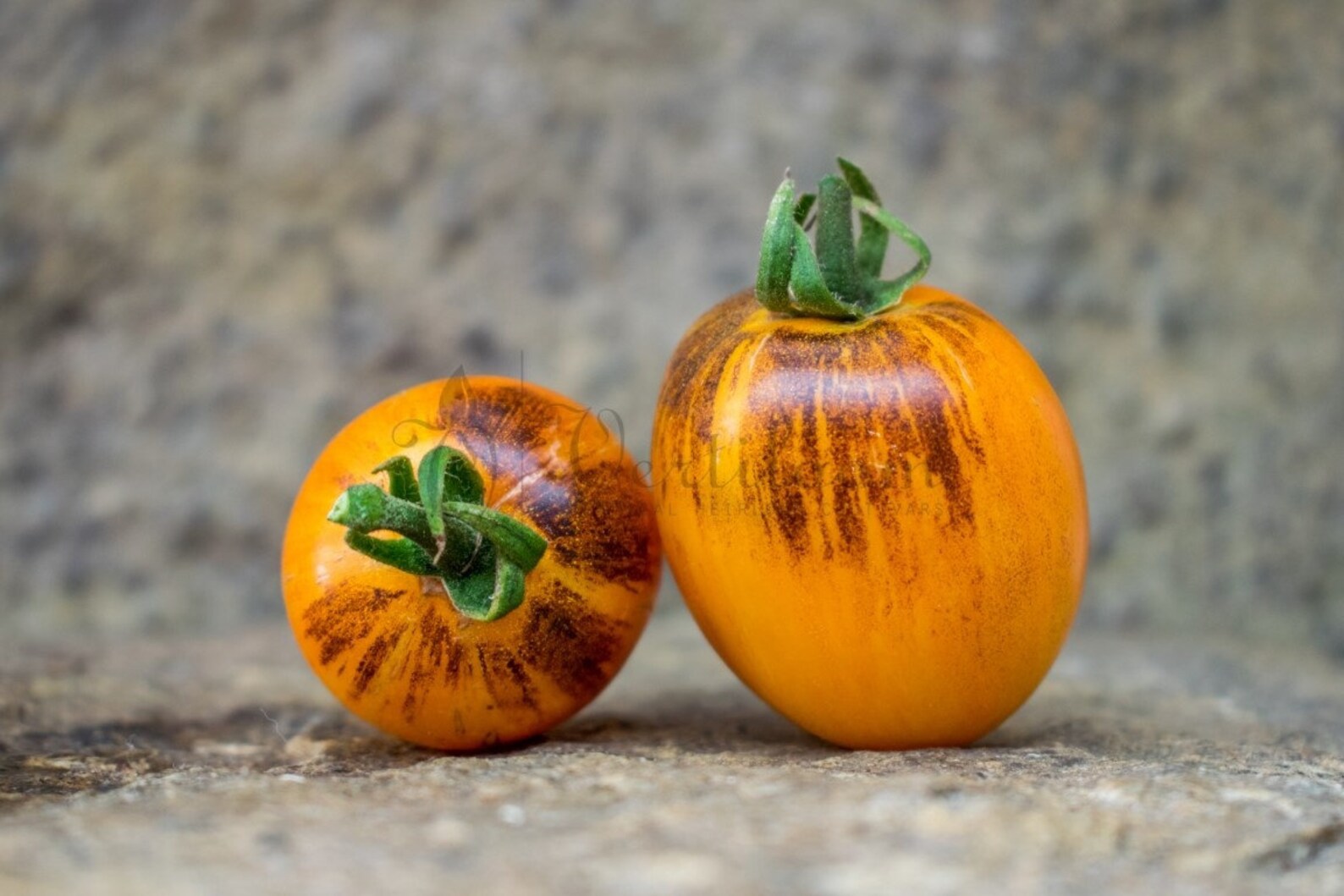 Organic Atomic Sunset Tomato - 15 Seeds - Etsy