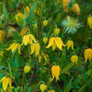 Yellow / Golden Clematis - 25 Seeds - Etsy