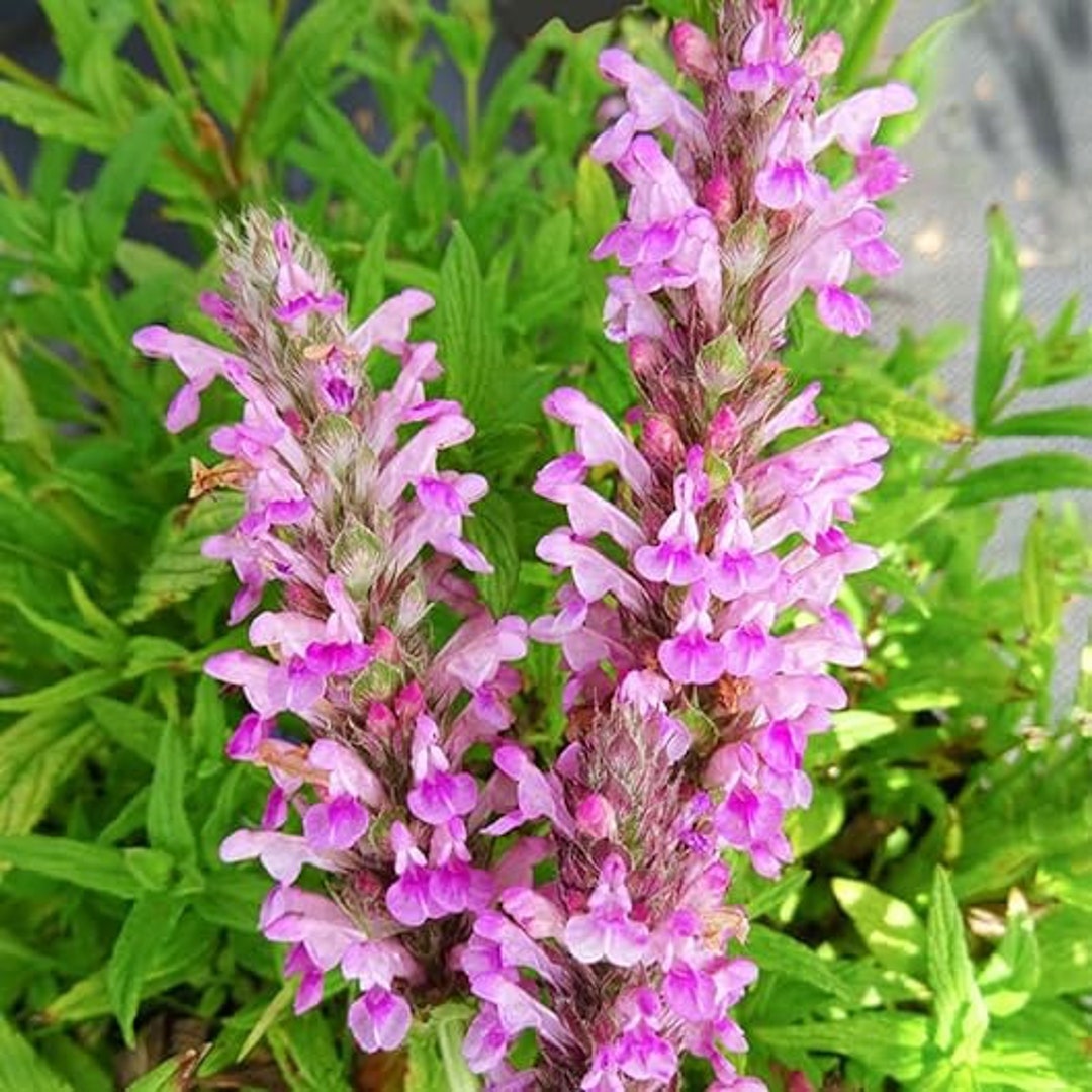 Pink Candy Catmint (nepeta Nervosa Pink Cat) - 20 Seeds - Etsy