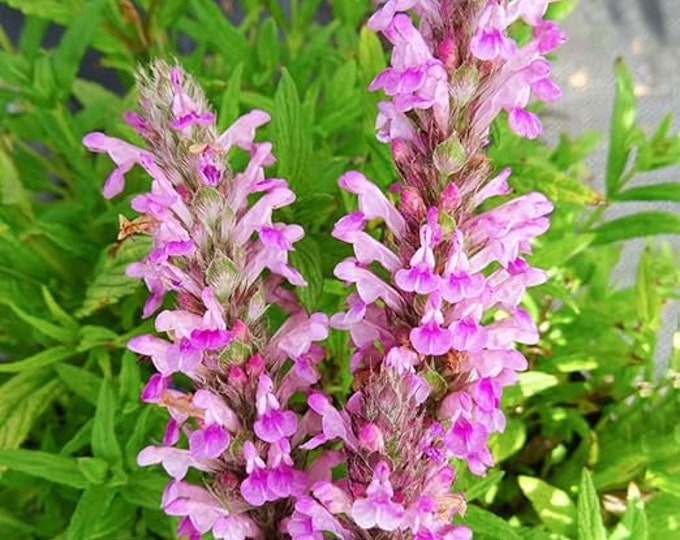 Pink Candy Catmint (nepeta Nervosa Pink Cat) - 20 Seeds - Etsy