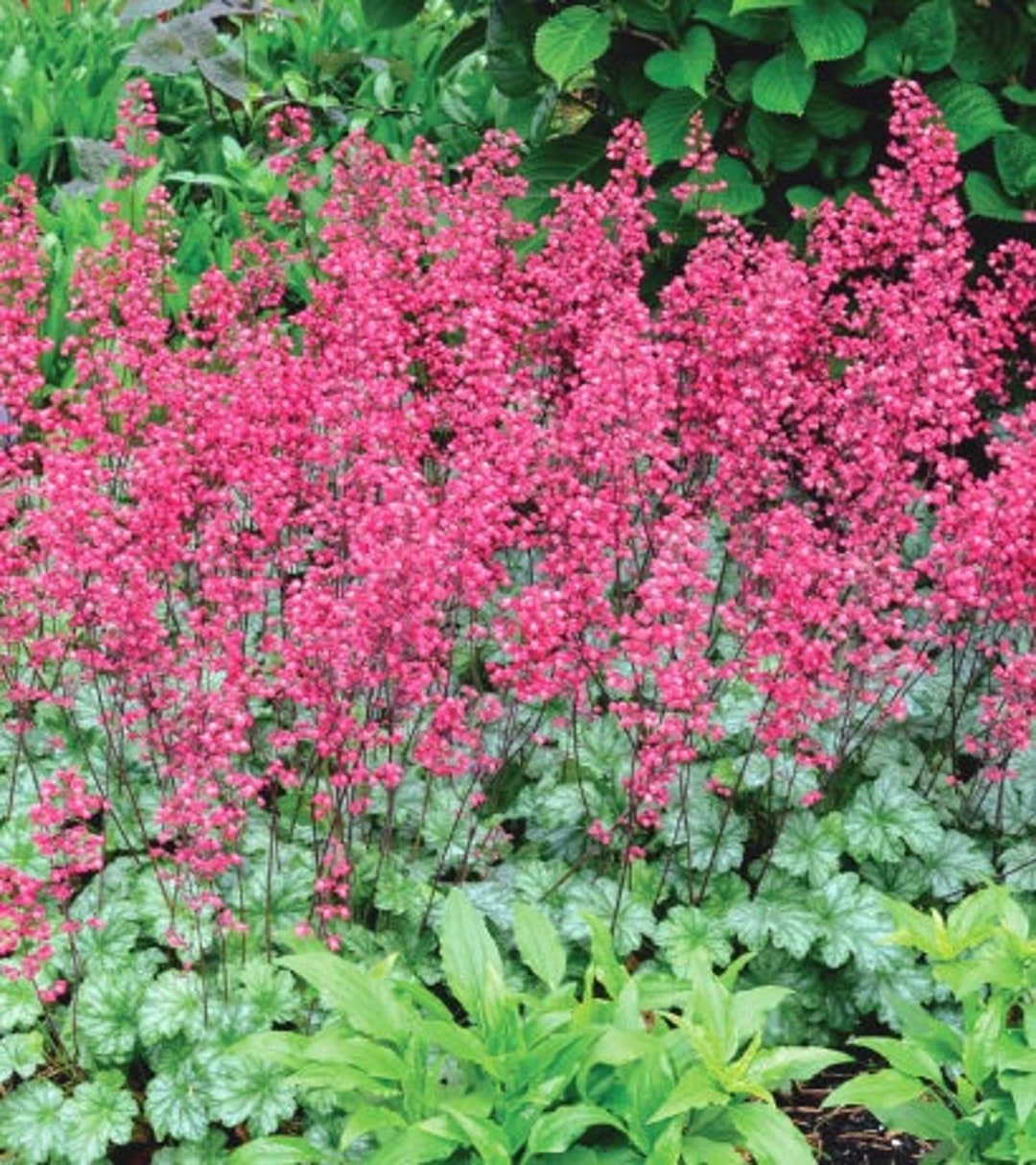 Heuchera (heuchera Sanguinea Firefly) - 50 Seeds - Etsy