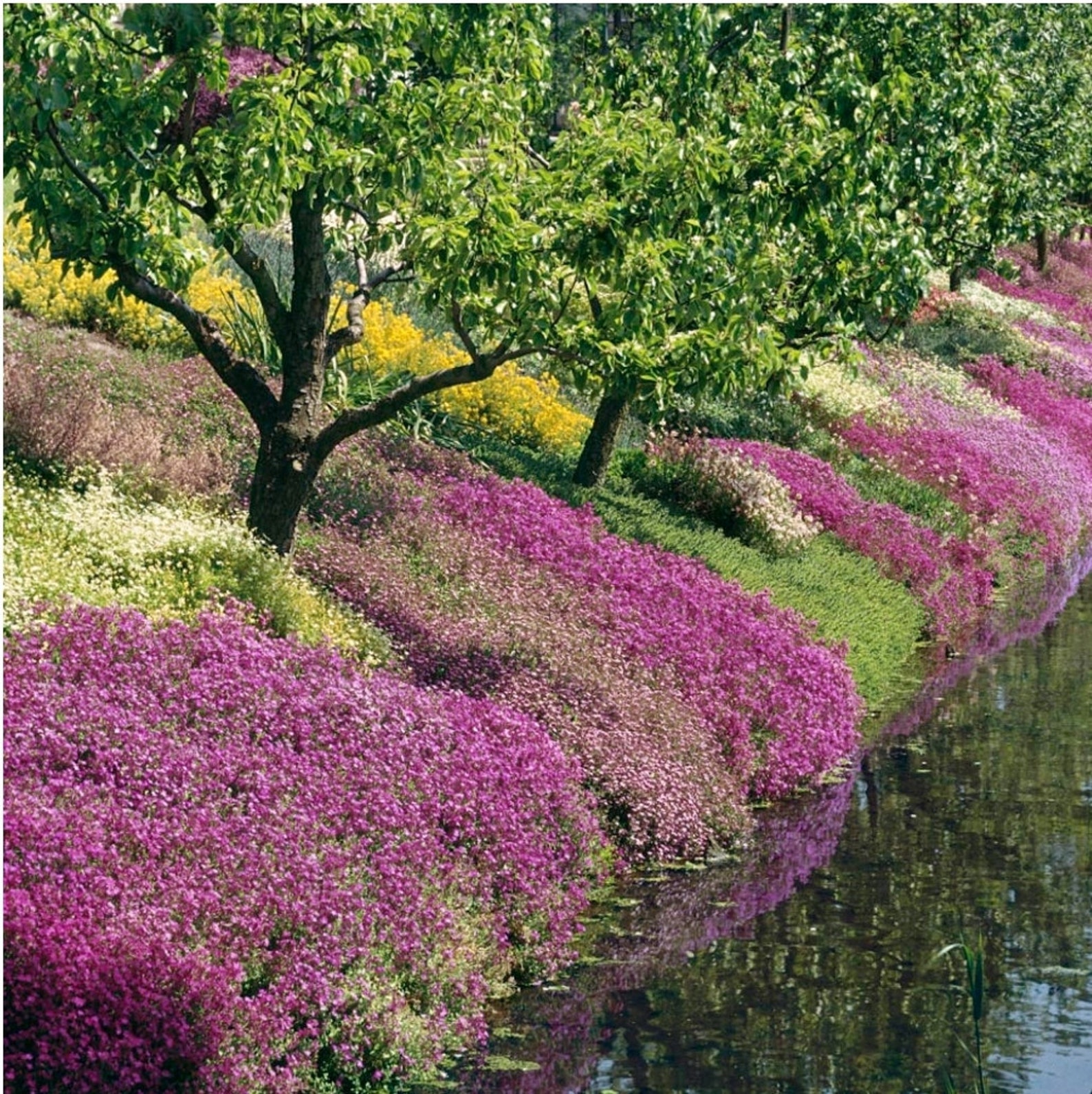 Rock Cress Mix aubrieta Hybrida 50 Seeds - Etsy