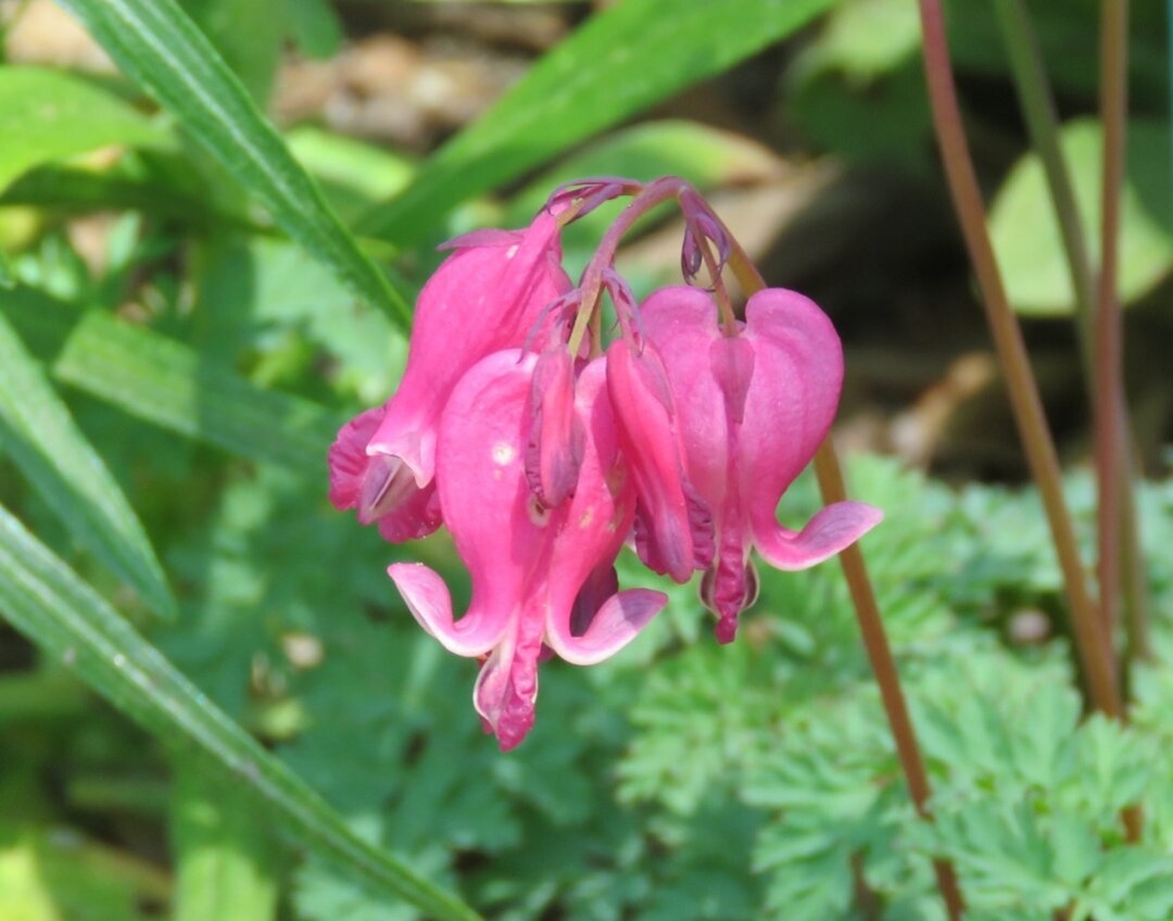 Fringed Bleeding Heart (dicentra Eximia) - 20 Seeds - Etsy