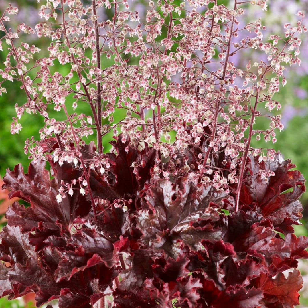 Heuchera (heuchera Micrantha Melting Fire) - 20 Seeds - Etsy