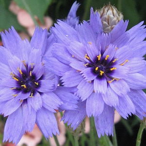 Cupid's Dart (catanache Caerulea Blue) - 25 Seeds - Etsy