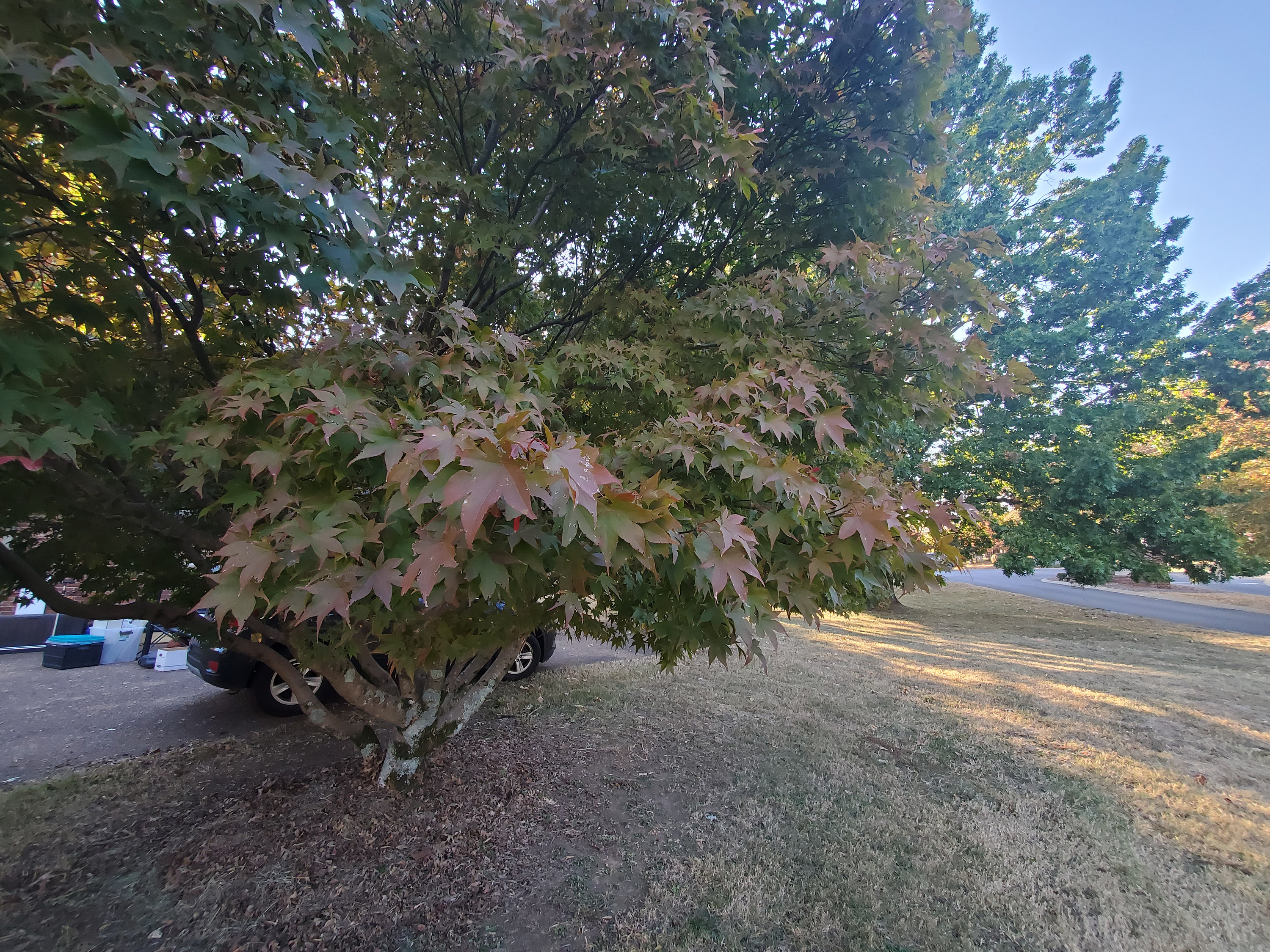 Autumn Moon Japanese Maple Bonsai or Full Size acer - Etsy