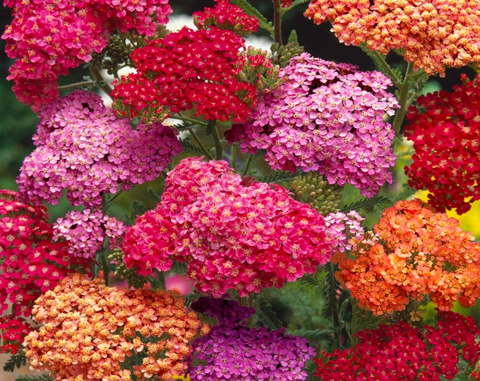 Yarrow (achillea Millefolium Summer Berries Mix) - 25 Seeds - Etsy