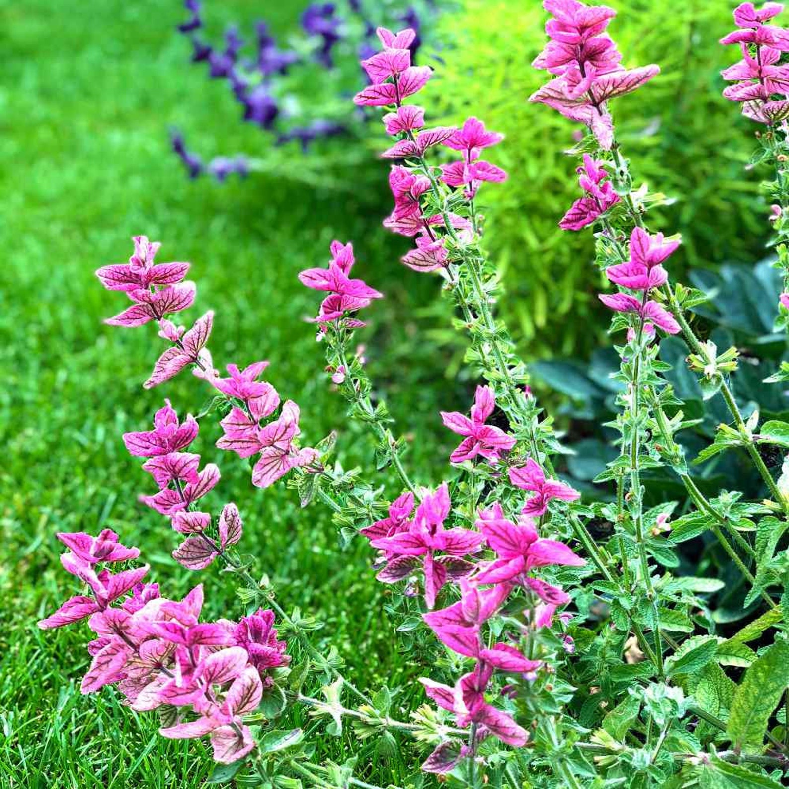 Pink Sundae Salvia / Clary Sage (salvia Viridis Pink Sundae) - 50 Seeds ...