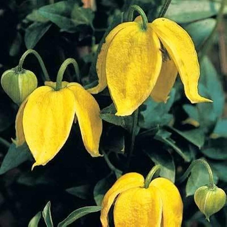 Yellow / Golden Clematis 25 Seeds - Etsy