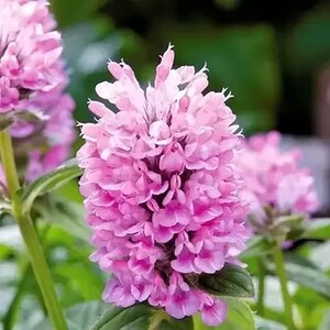 Pink Candy Catmint (nepeta Nervosa Pink Cat) - 20 Seeds - Etsy