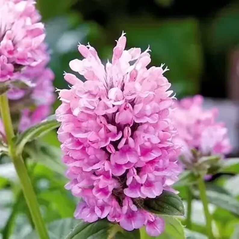 Pink Candy Catmint (nepeta Nervosa Pink Cat) - 20 Seeds - Etsy