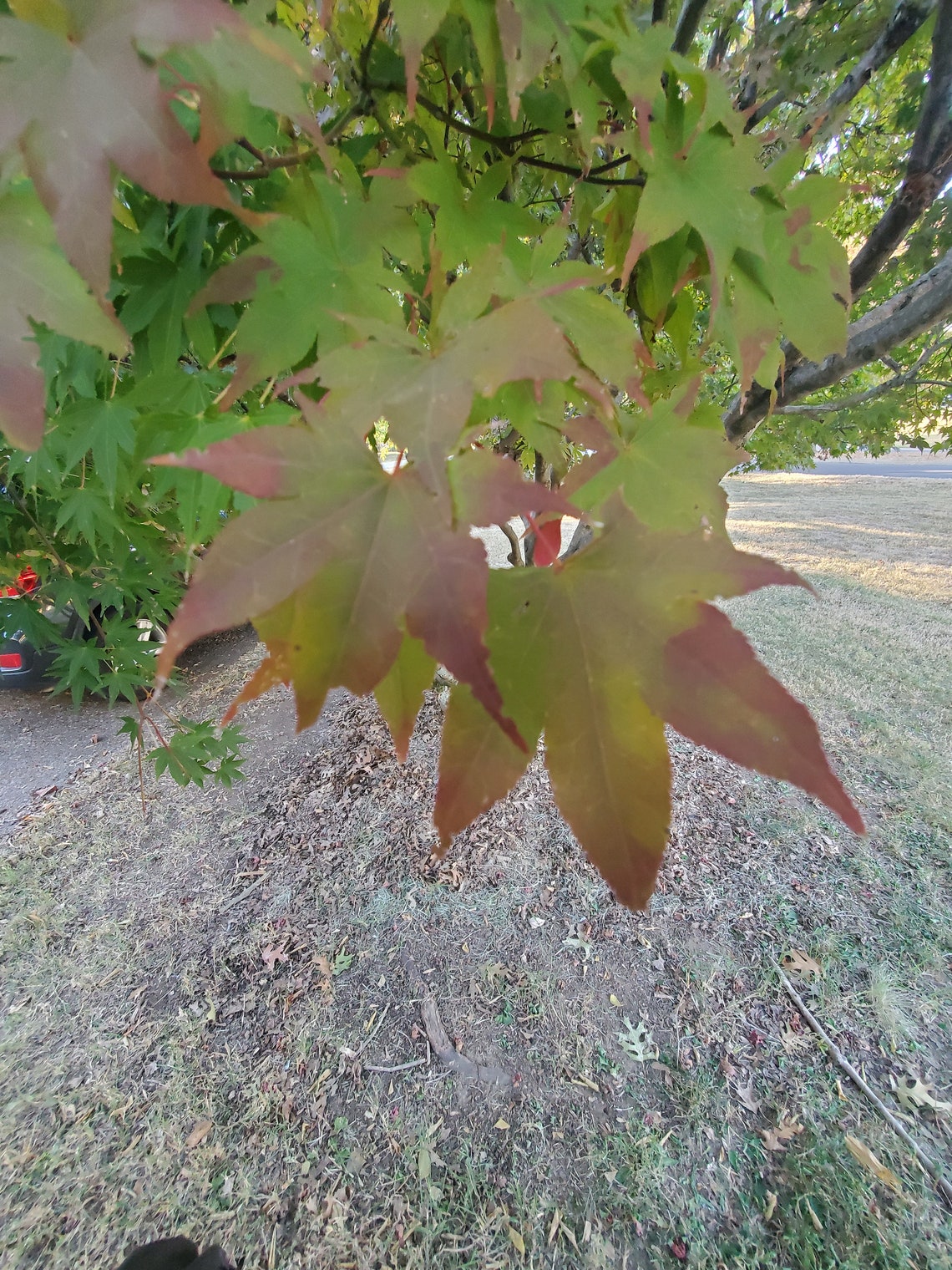 Autumn Moon Japanese Maple Bonsai or Full Size acer - Etsy