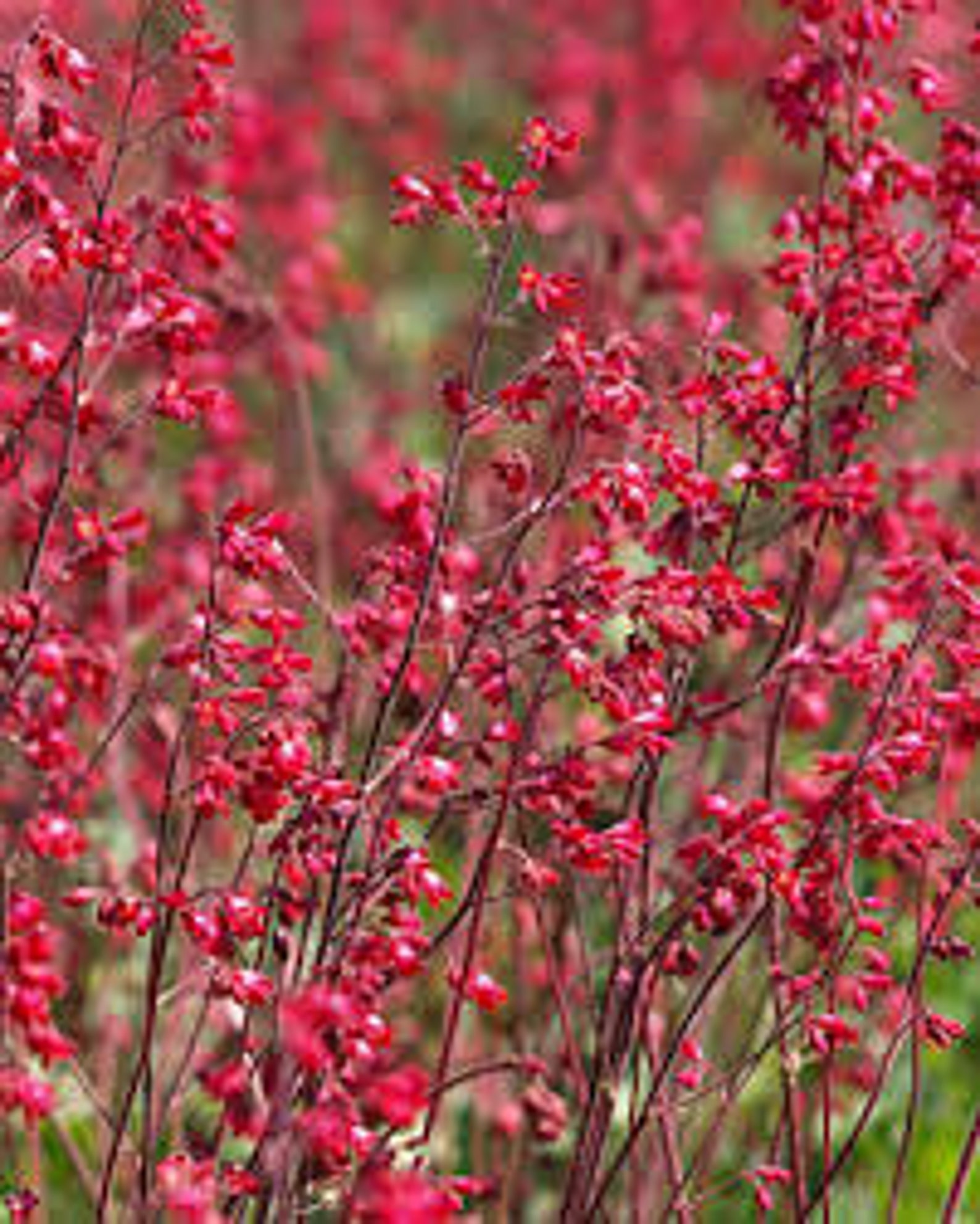 Heuchera (heuchera Sanguinea Firefly) - 50 Seeds - Etsy
