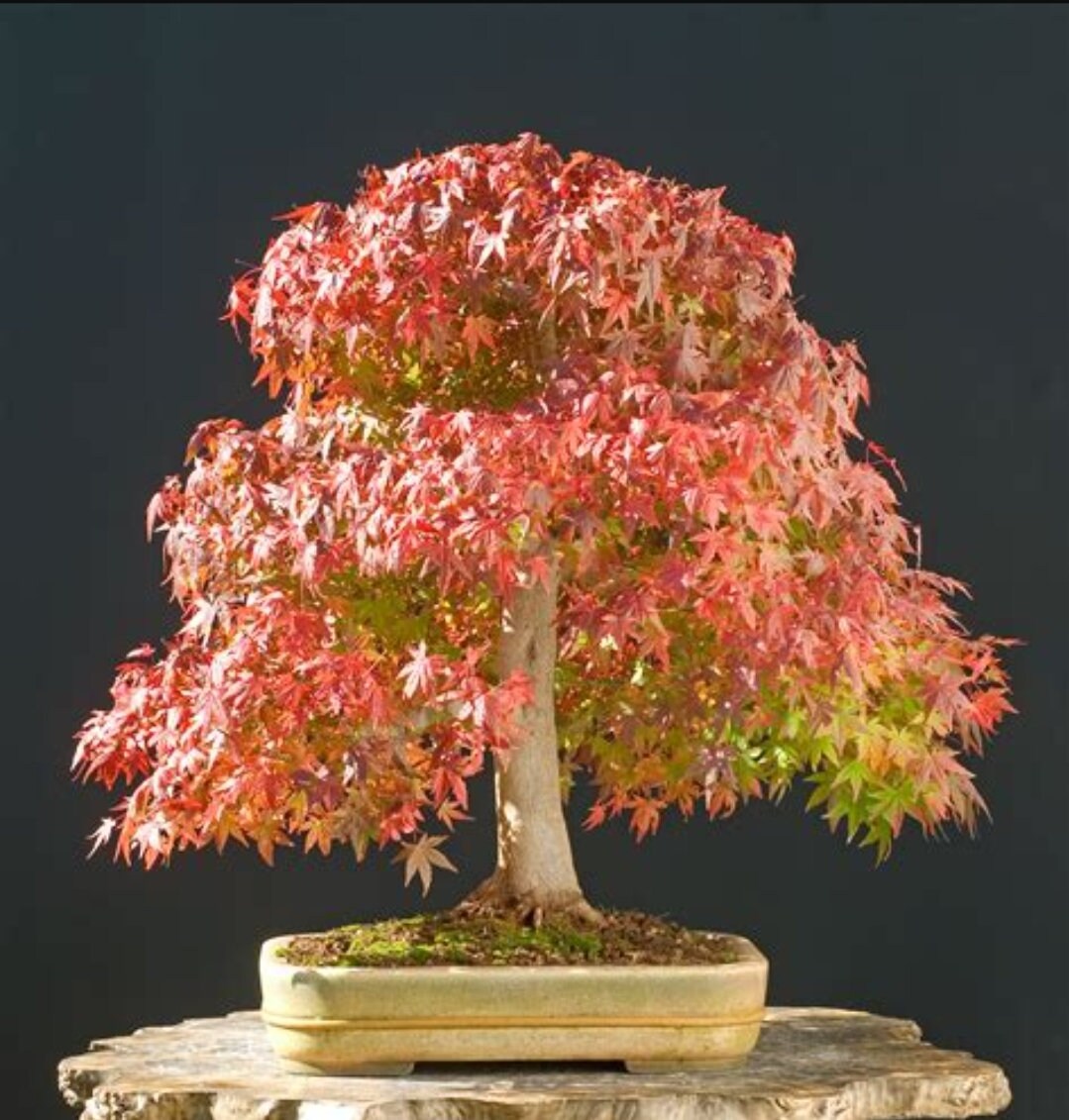 Autumn Moon Japanese Maple Bonsai or Full Size (acer Shirasawanum ...