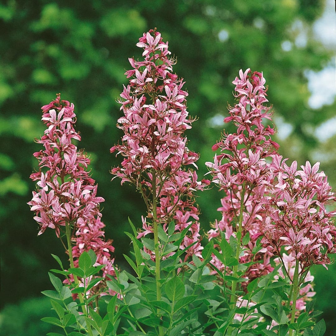 Pink Burning Bush (dictamnus Fraxinella) - 20 Seeds - Etsy