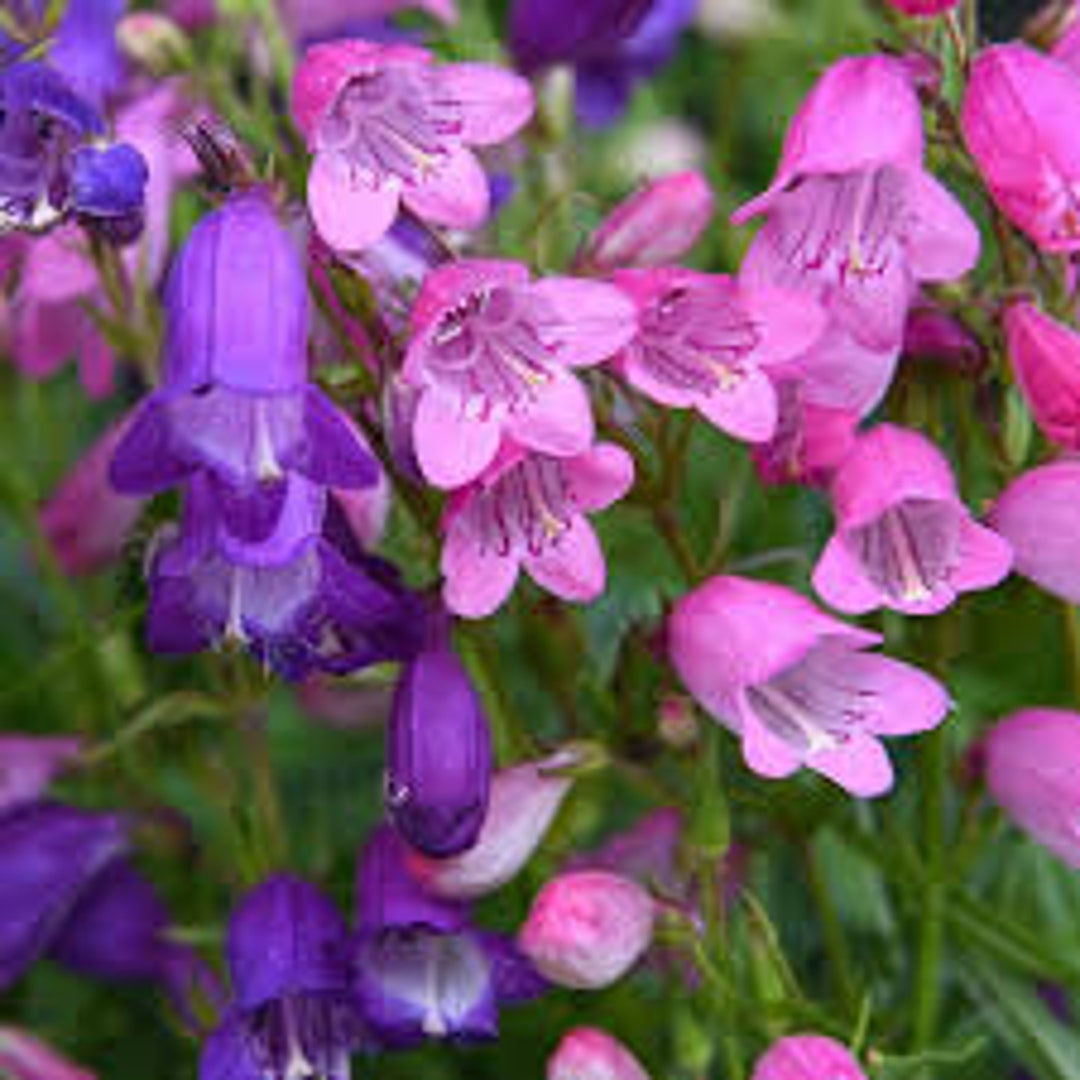 Mini Bells Penstemon (penstemon Mexicali Miniature Bells) - 25 Seeds - Etsy