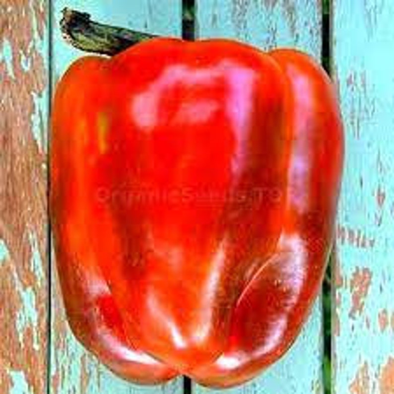 Organic Ozark Giant Sweet Bell Pepper - 20 Seeds - Etsy