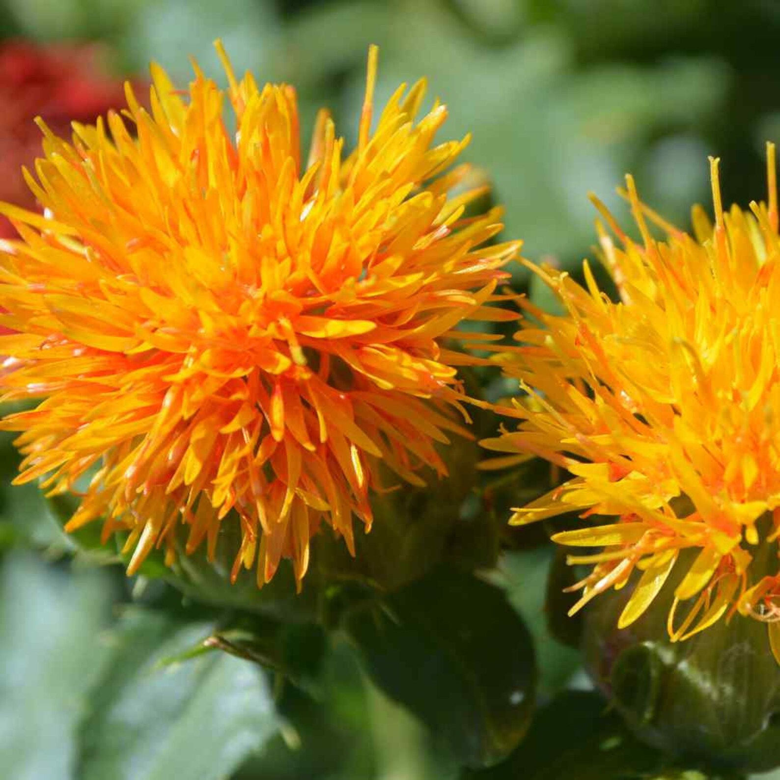 Safflower (carthamus Tinctorius Yellow) - 10 Seeds - Etsy