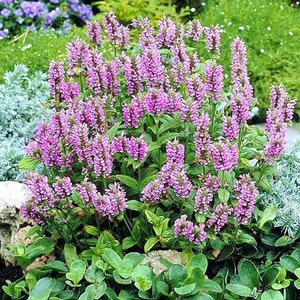 Pink Candy Catmint (nepeta Nervosa Pink Cat) - 20 Seeds - Etsy