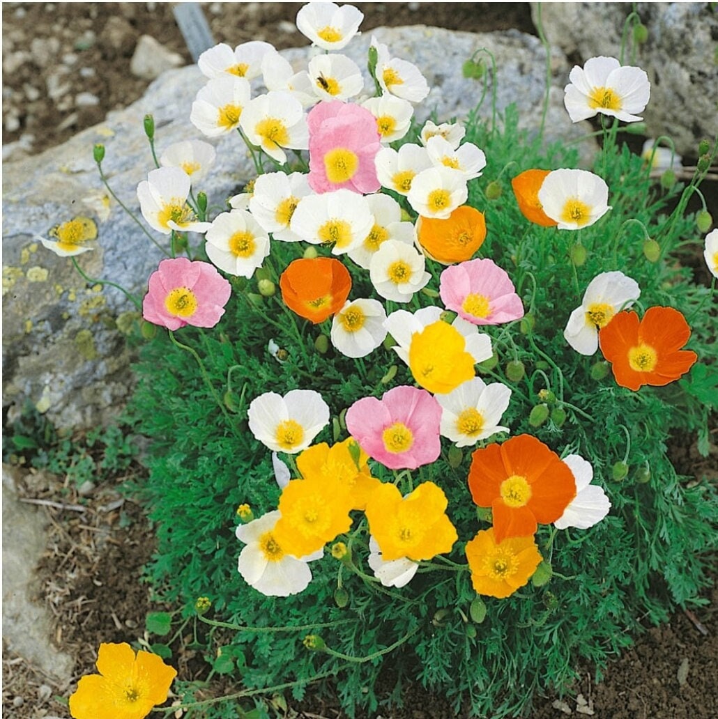 Alpine Poppy Mix papaver Alpinum 50 Seeds - Etsy