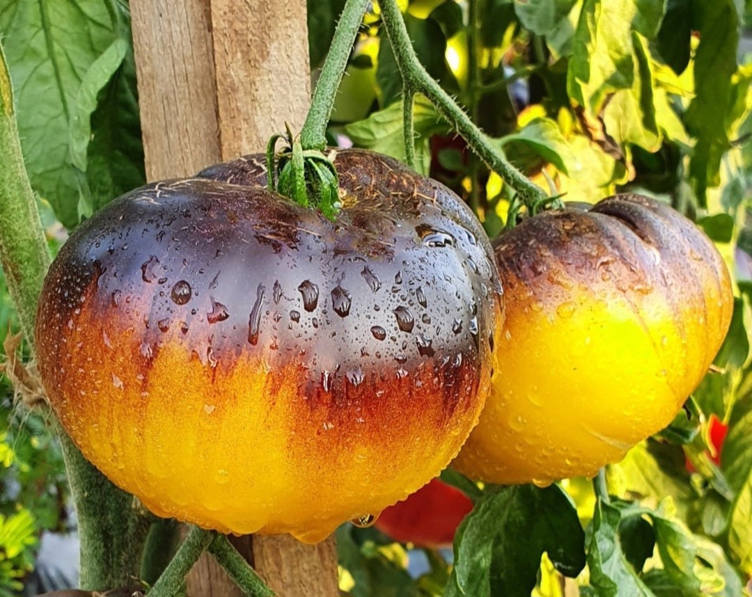Organic Purple Sunrise Tomato - 10 Seeds - Etsy