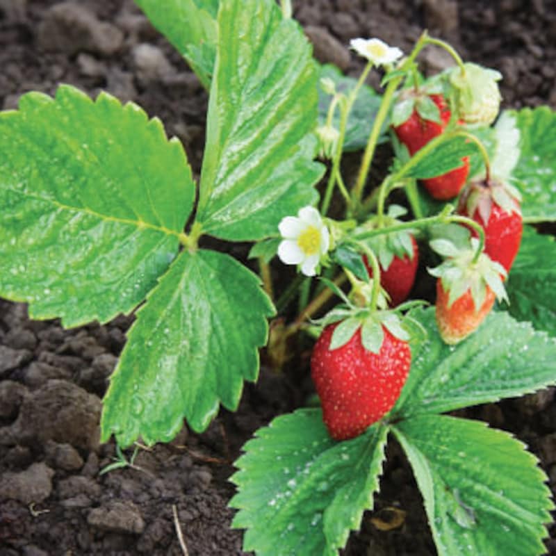 Alpine Strawberry - Etsy