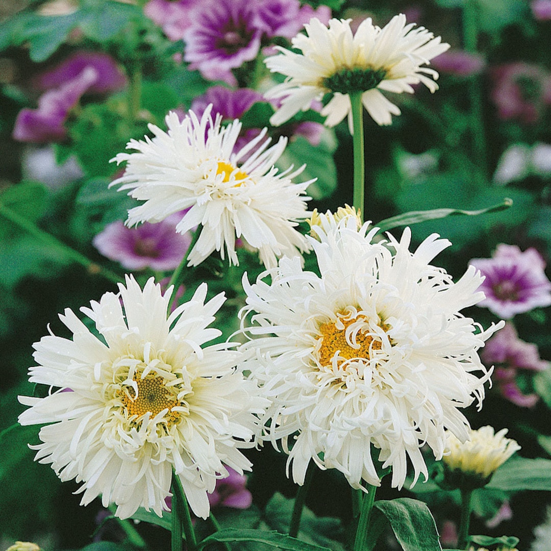 Perennial Chrysanthemum (shasta Crazy Daisy) - 20 Seeds - Etsy