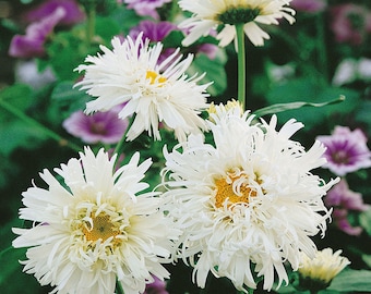 Shasta Daisy / Crazy Daisy Flower Seeds / Leucanthemum/perennial 50 - Etsy