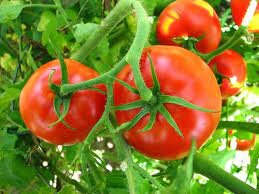 Organic Caribe Tomato - 20 Seeds - Etsy