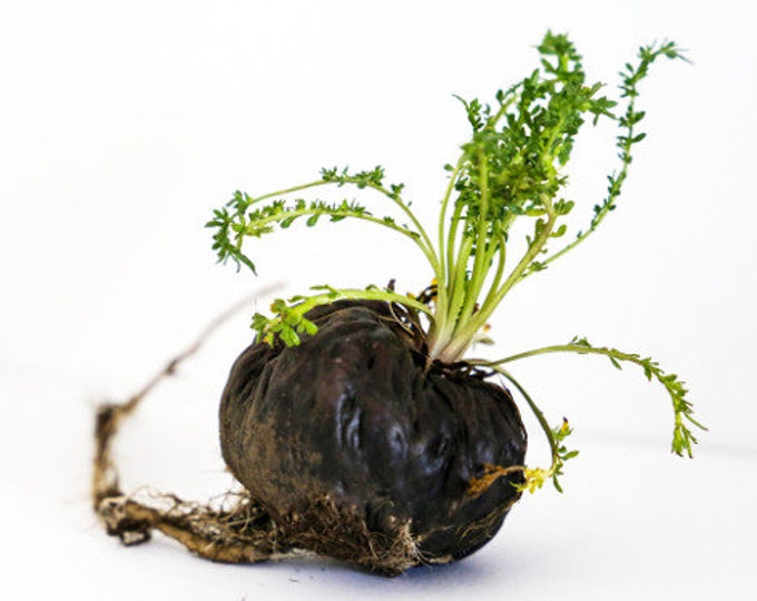 Maca Seeds Grow Your Own Herbs - Etsy
