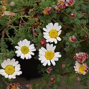 Garden Gnome (anacyclus Depressus) - 25 Seeds - Etsy