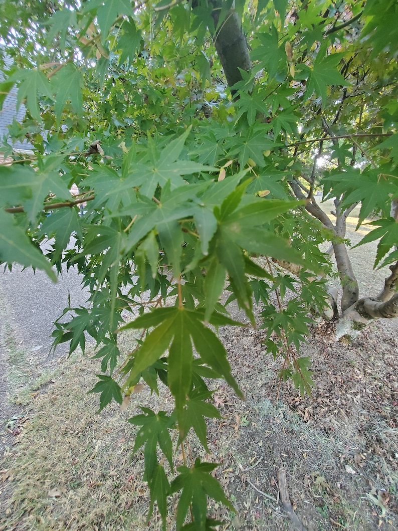 Autumn Moon Japanese Maple Bonsai or Full Size (acer Shirasawanum ...