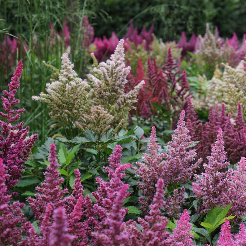 Astilbe Mix (astilbe Arendsii Bunter) - Min 50 Seeds - Etsy