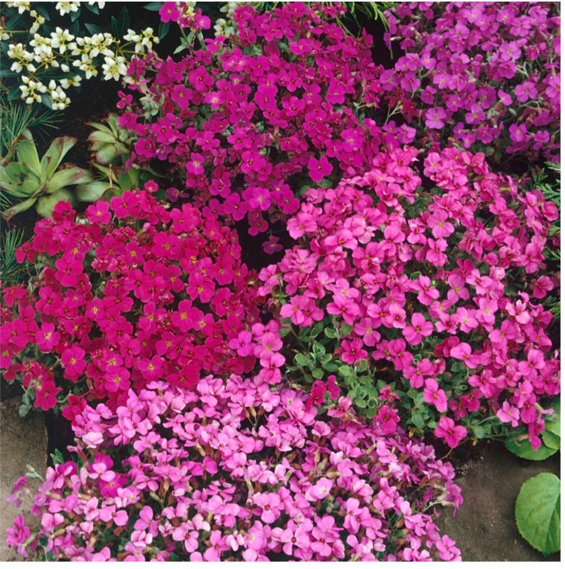 Rock Cress Mix aubrieta Hybrida 50 Seeds - Etsy