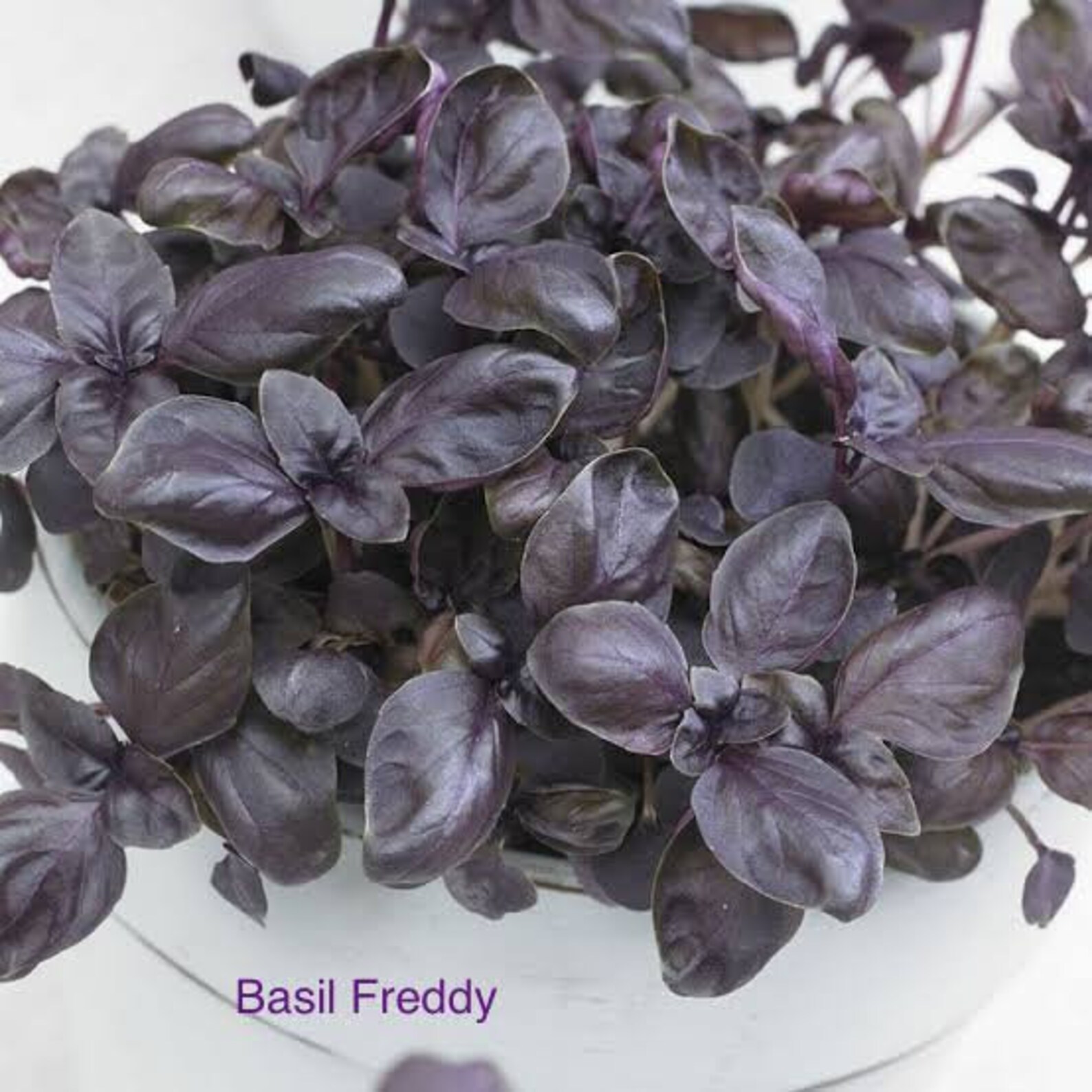 Red Genovese Basil (ocimum Basilicum 'freddy') - 25 Seeds - Etsy