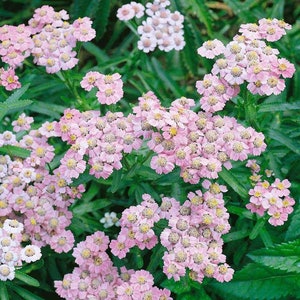 Yarrow Love Parade (achillea Sibirica) - 25 Seeds - Etsy