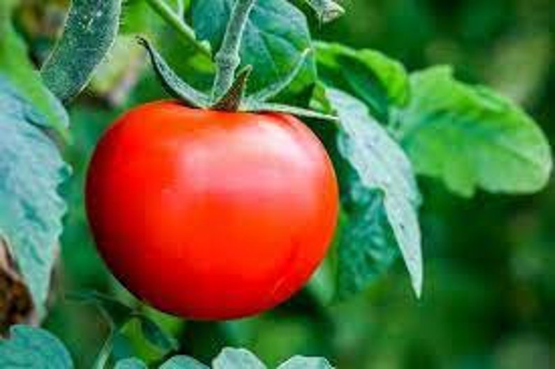 Organic Caribe Tomato - 20 Seeds - Etsy