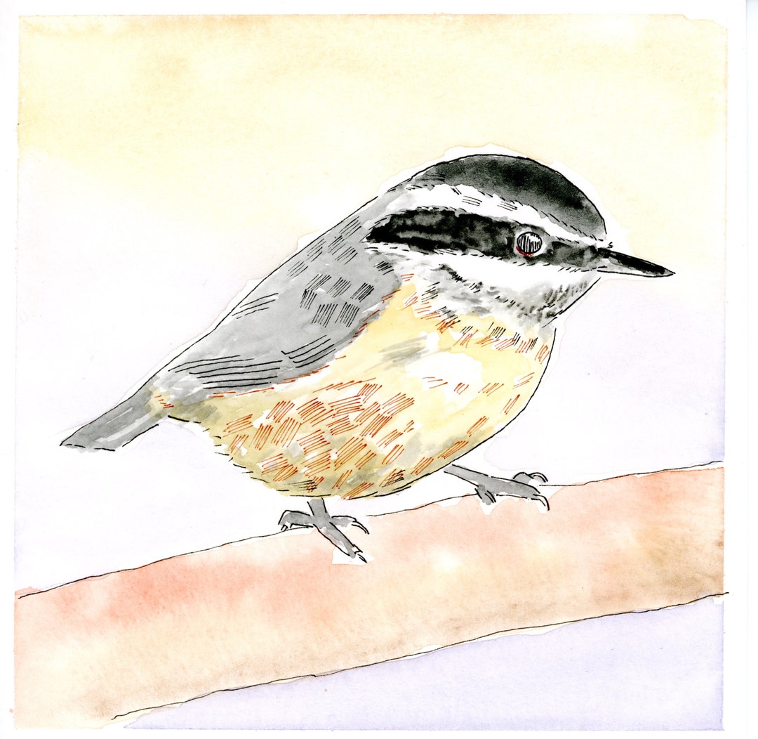 Red-breasted Nuthatch Watercolor - Etsy