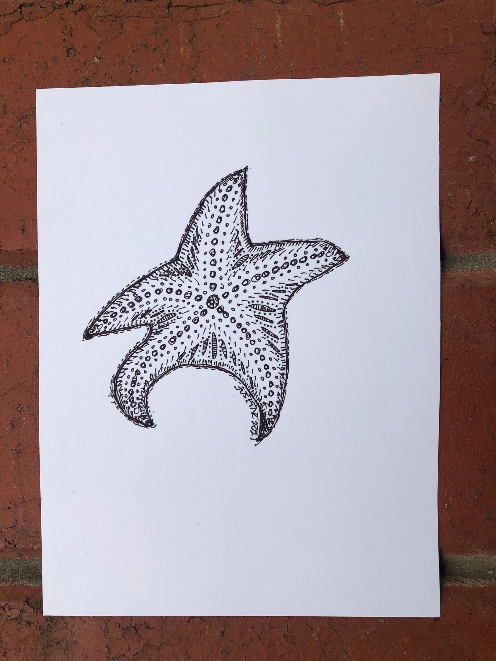 Print From Original Artwork Starfish Ink Drawing Print - Etsy