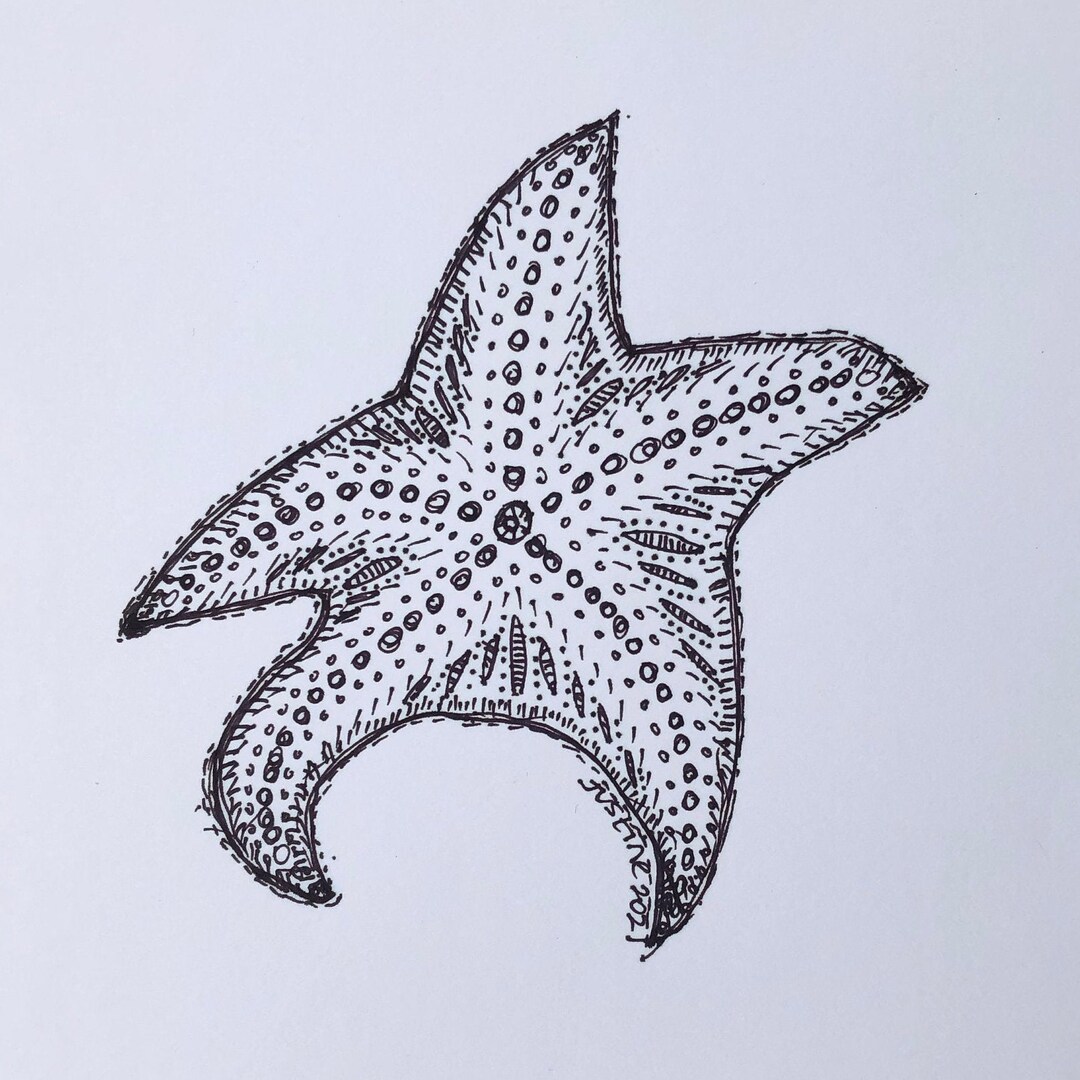 Print From Original Artwork Starfish Ink Drawing Print - Etsy
