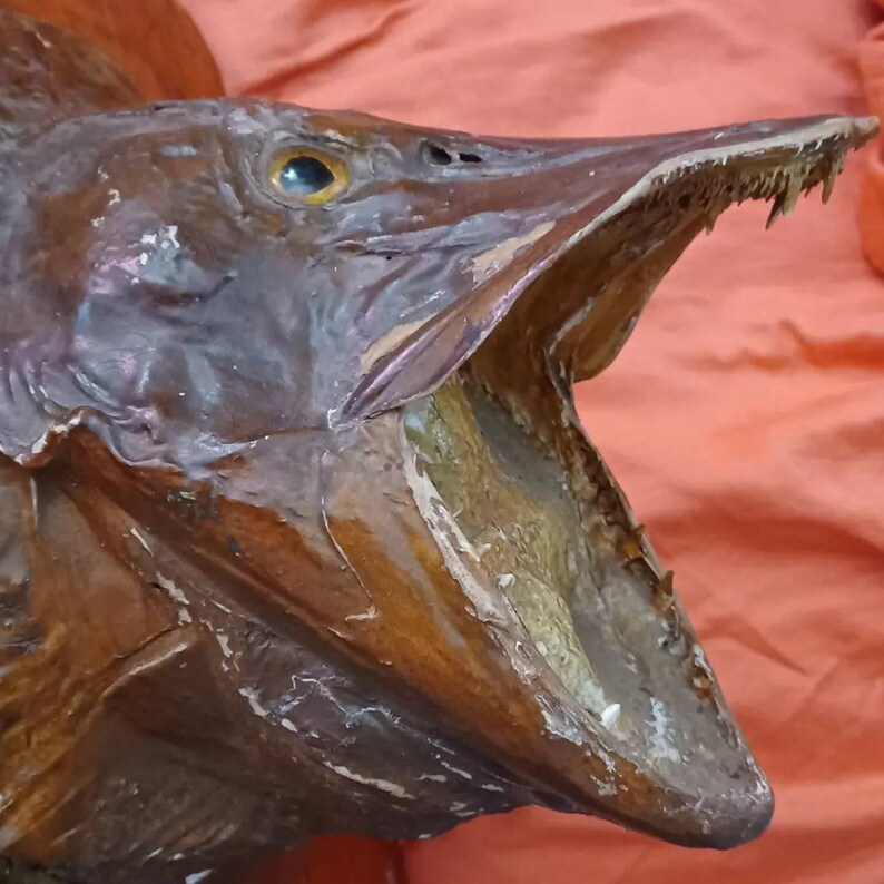 Taxidermy Musky Fish Head Mount - Etsy